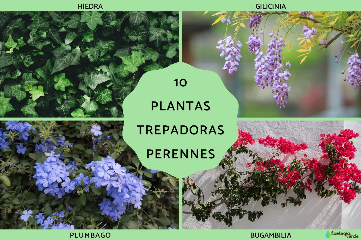 Plantas De Sombra Con Flores Trepadoras
