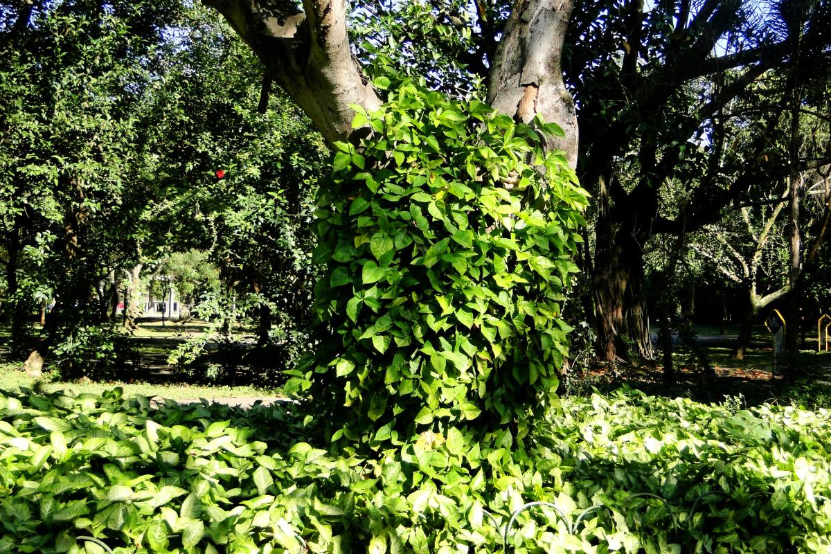 10 plantas trepadoras perennes - Guía de jardinería