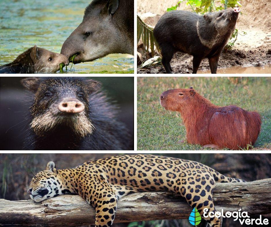 SELVA BAJA: Fauna, Flora y más Características