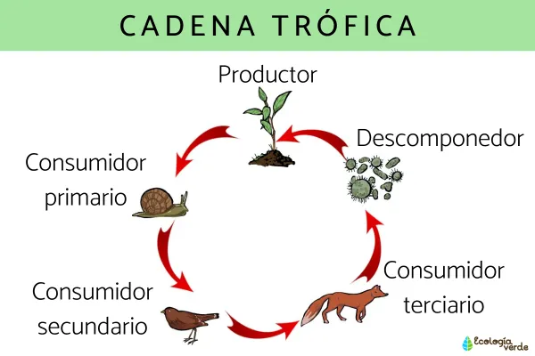 Cadena Alimenticia Ecosistemas Cadenas Alimenticias Ecosistema Primaria
