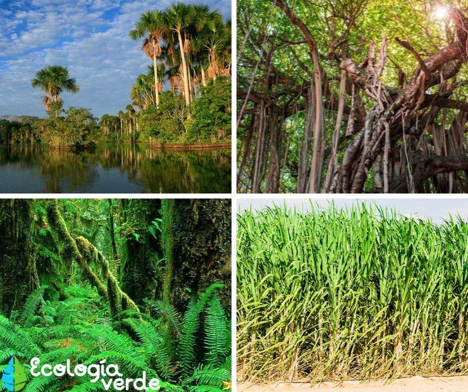 SELVA BAJA: Fauna, Flora y más Características