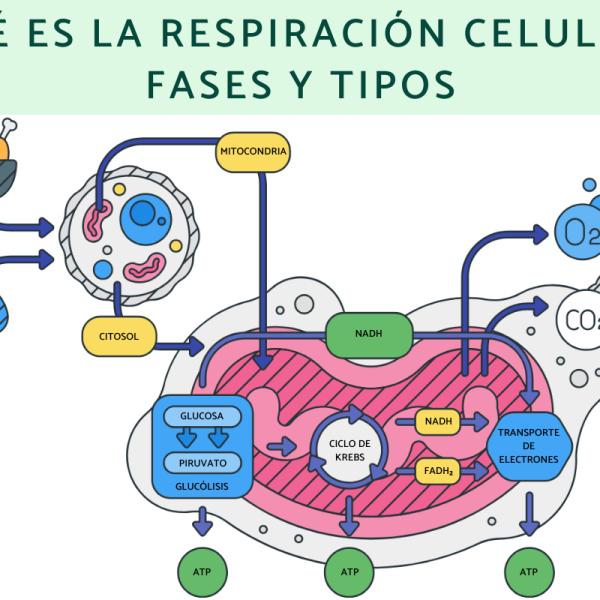 Animación De Respiración Celular