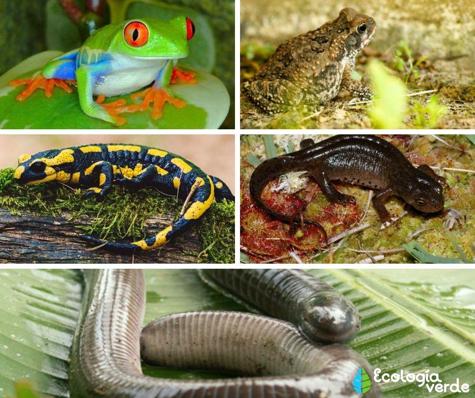 BOSQUES TROPICALES: características, flora y fauna - ¡Resumen!