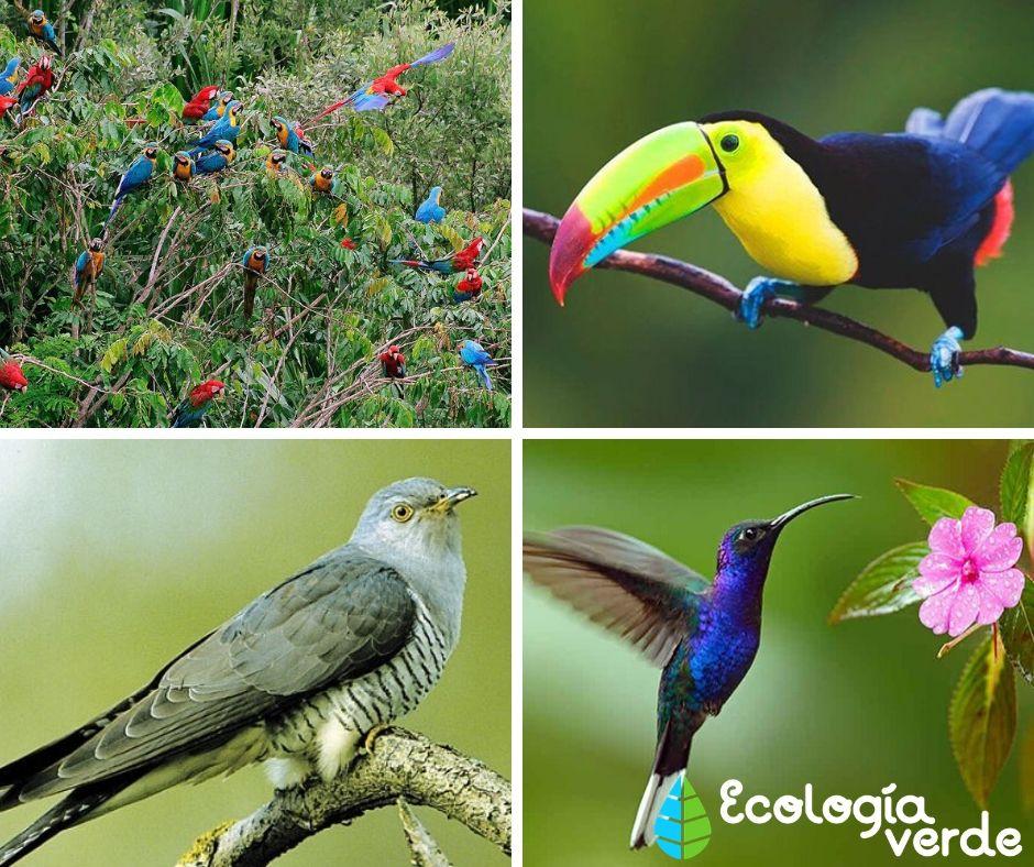 BOSQUES TROPICALES: características, flora y fauna - ¡Resumen!