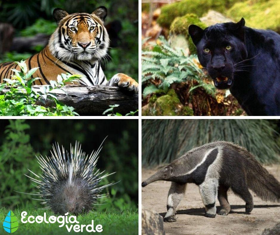 BOSQUES TROPICALES: características, flora y fauna - ¡Resumen!