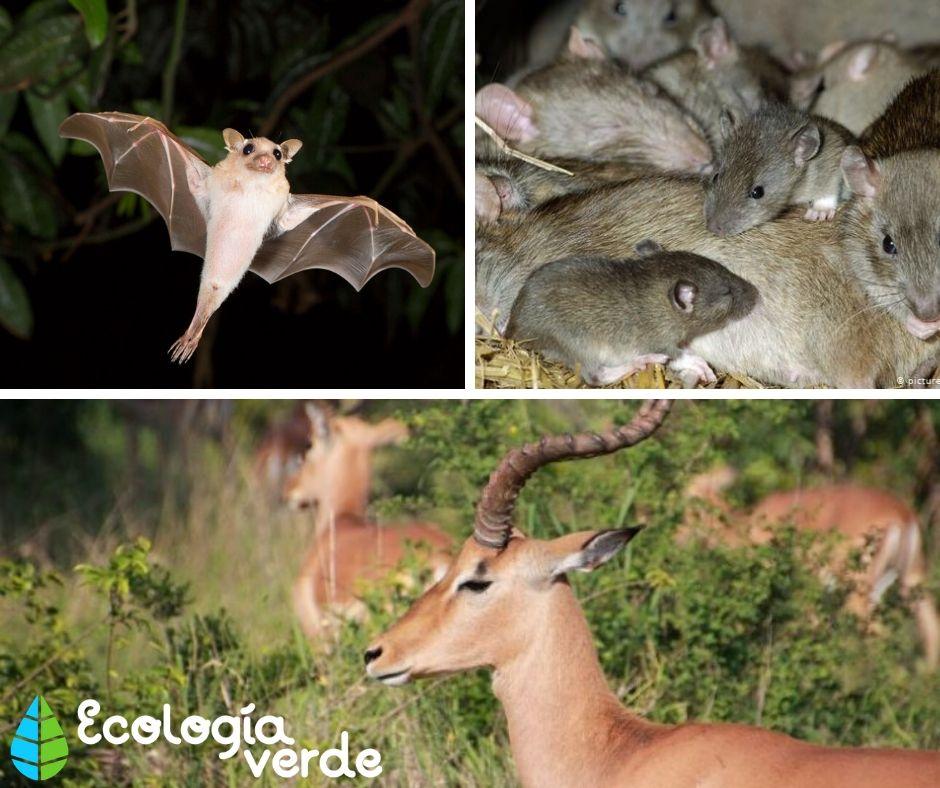 BOSQUES TROPICALES: características, flora y fauna - ¡Resumen!