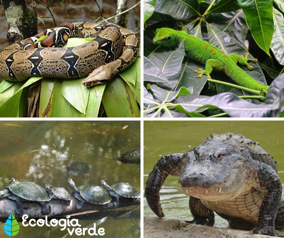 BOSQUES TROPICALES: características, flora y fauna - ¡Resumen!