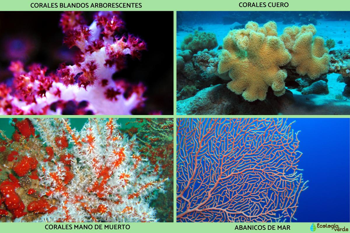 Corales blandos: qué son, características, tipos y alimentación - Guía