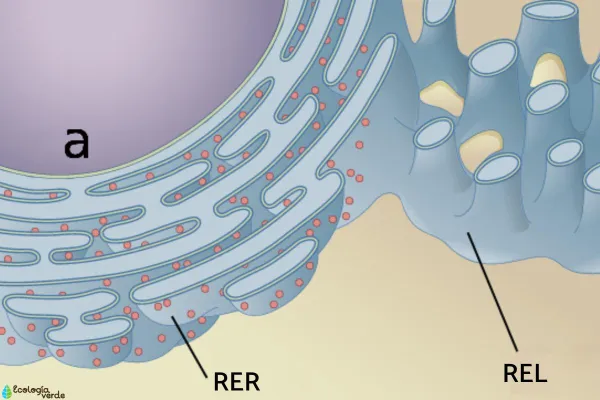 Cual Es La Funcion Del Reticulo Endoplasmatico Hiro Vrogueco