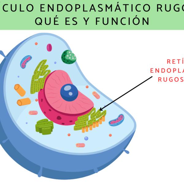 Reticulo Endoplasmatico De Uma Celula Vegetal Celula Vegetal Y Sus