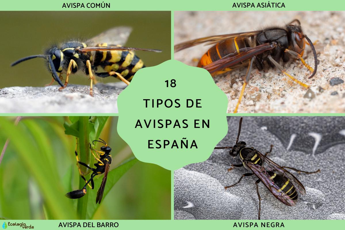 18 tipos de avispas en España - Nombres y fotos