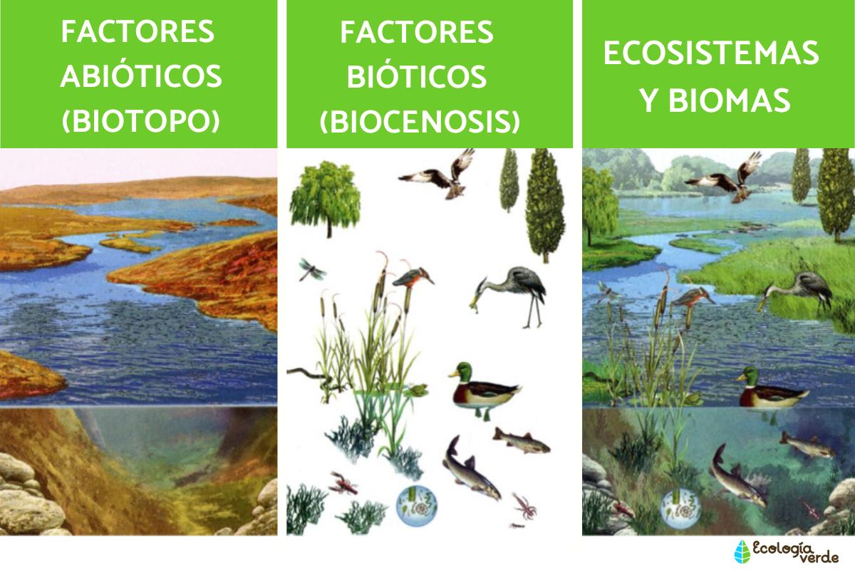 Que Son Los Factores Bioticos Y Abioticos Ejemplos De Factores Bioticos ... Que Son Los Factores Bioticos Y Abioticos Ejemplos De Factores Bioticos ...