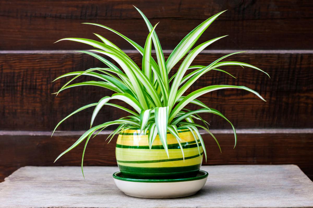 25 plantas de interior resistentes y duraderas - Nombres y fotos