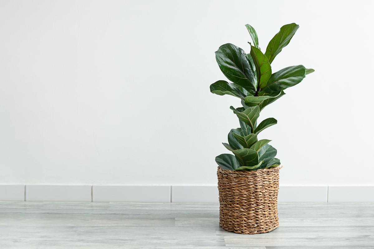 25 plantas de interior resistentes y duraderas - Nombres y fotos