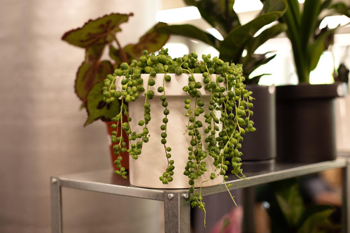 25 plantas de interior resistentes y duraderas - Nombres y fotos