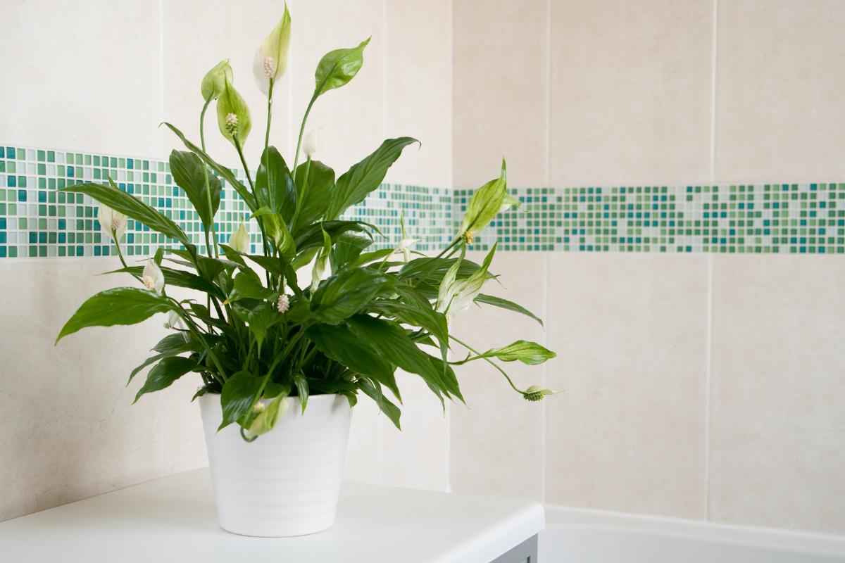 25 plantas de interior resistentes y duraderas - Nombres y fotos