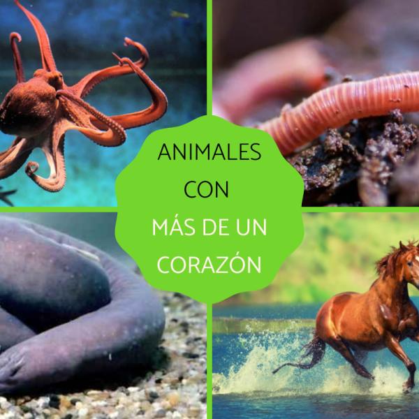 Ejemplos De Animales Hechos Con Corazones Colección 7 Corazones
