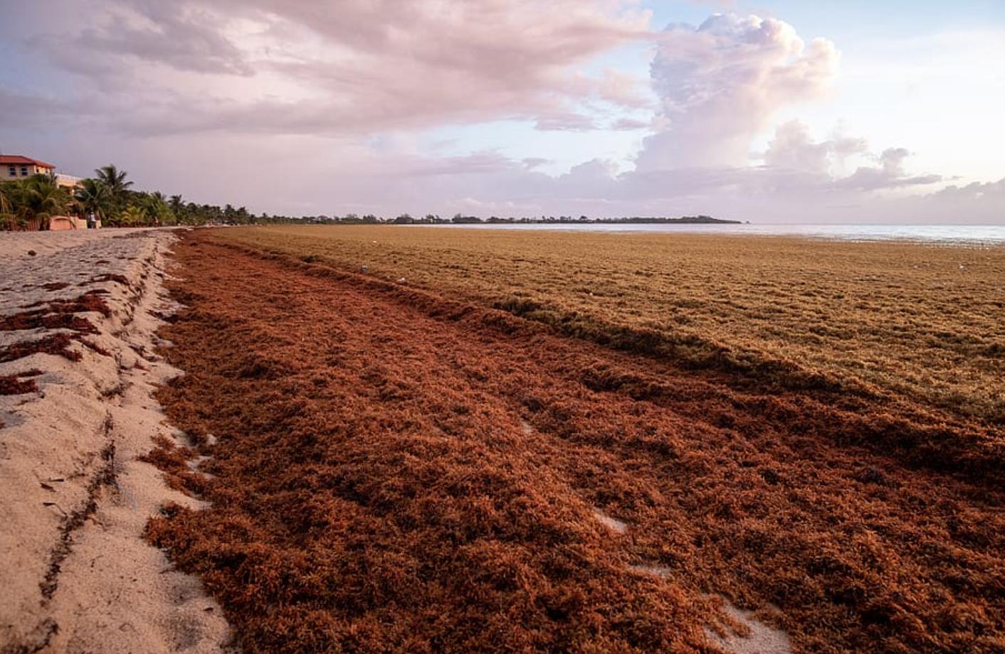 Qué es el sargazo, de dónde viene y para qué sirve - Conoce estas macroalgas