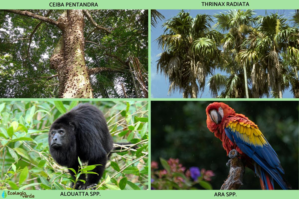 Selva Maya Qu Es Caracter sticas Flora Y Fauna Resumen Selva Maya Qu Es Caracter sticas Flora Y Fauna Resumen