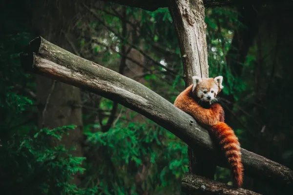 Curiosidades Del Panda Rojo Todo Sobre Este Mamfero Selwo Aventura