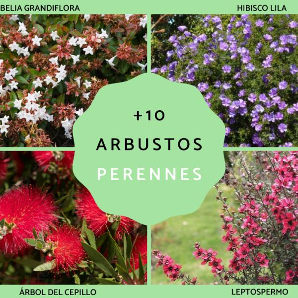 Arbustos Perennes Michigan
