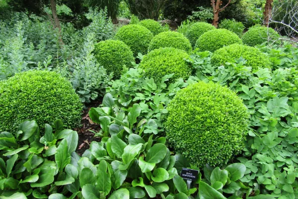 Arbustos Y Arboles Perennes