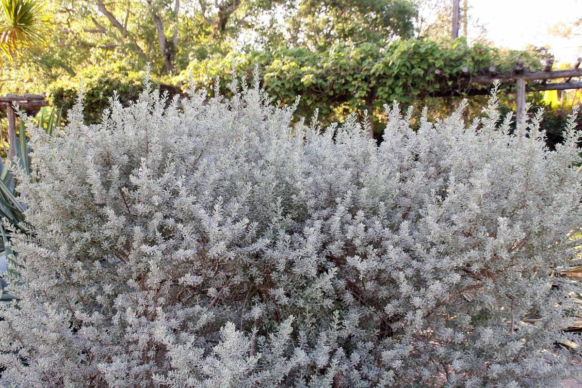 +10 arbustos perennes - ¡Nombres y fotos!