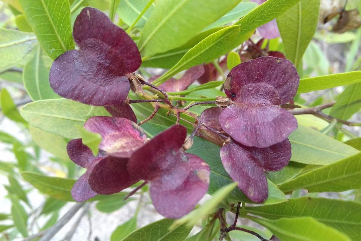 +10 arbustos perennes - ¡Nombres y fotos!