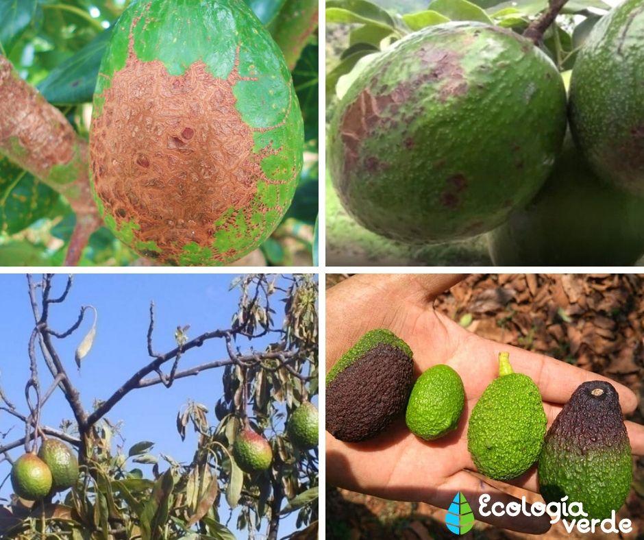 PLAGAS y ENFERMEDADES del AGUACATE - Guía con Fotos