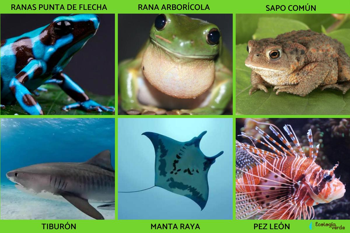 Animales vertebrados: clasificación, características y ejemplos ...