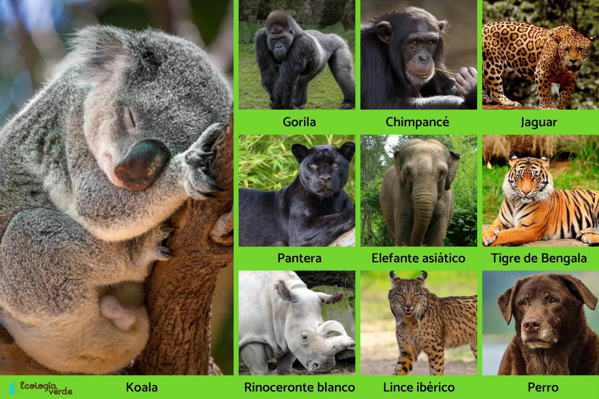 Animales vertebrados: clasificación, características y ejemplos ...