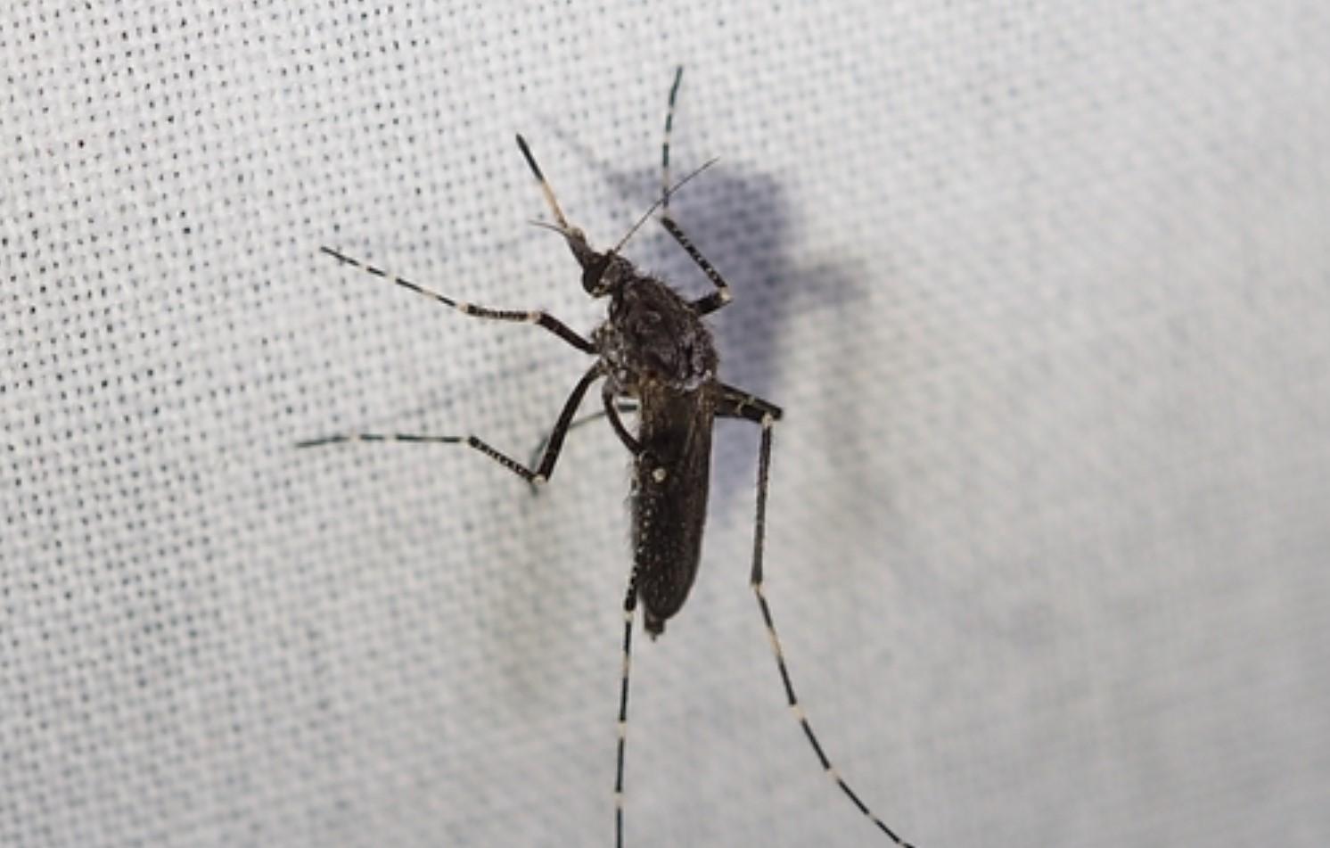 Tipos de mosquitos - Nombres y fotos