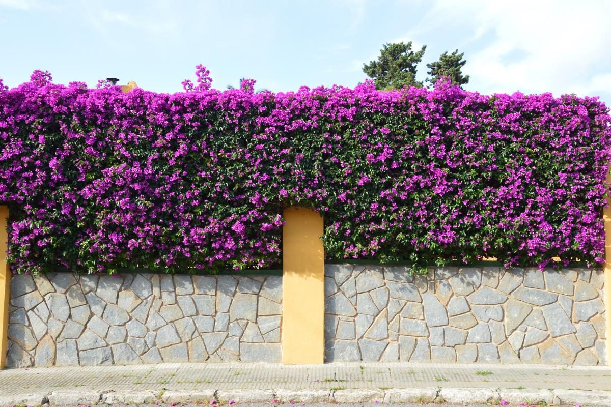 10 plantas trepadoras con flor resistentes al frío - Nombres y fotos