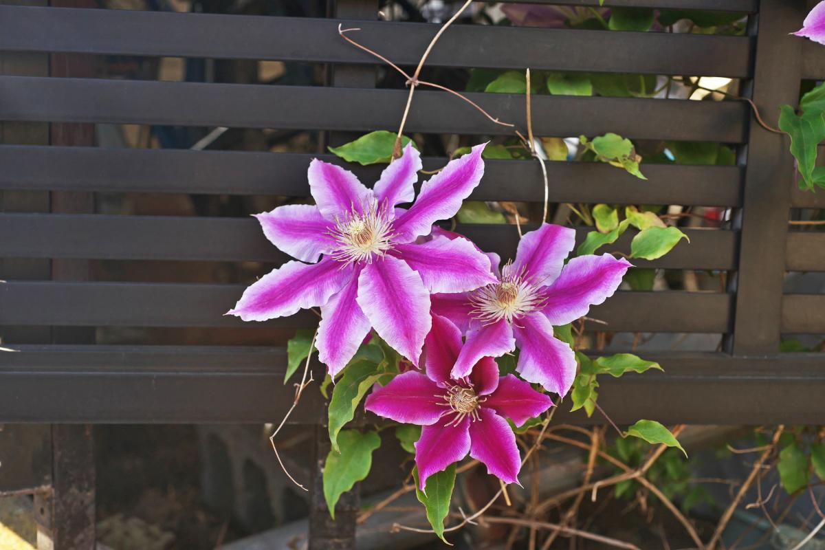 10 plantas trepadoras con flor resistentes al frío - Nombres y fotos
