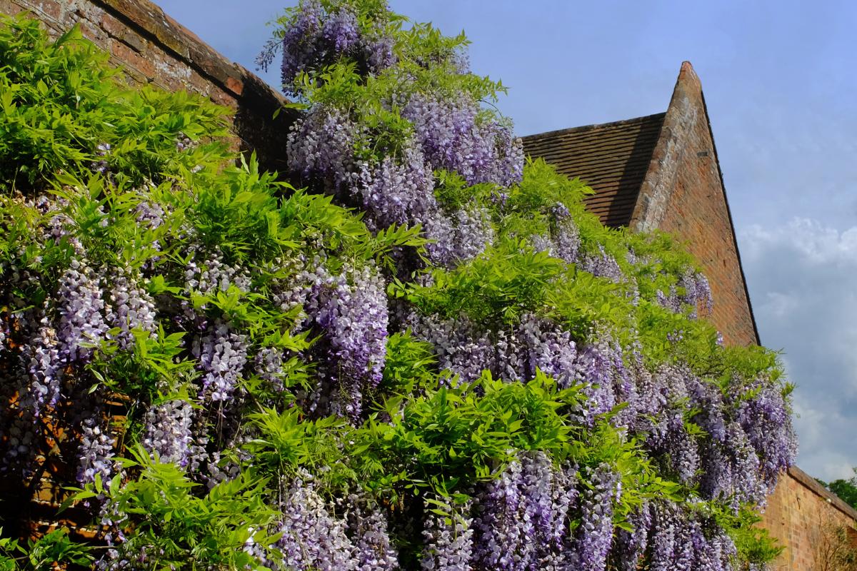 10 plantas trepadoras con flor resistentes al frío - Nombres y fotos