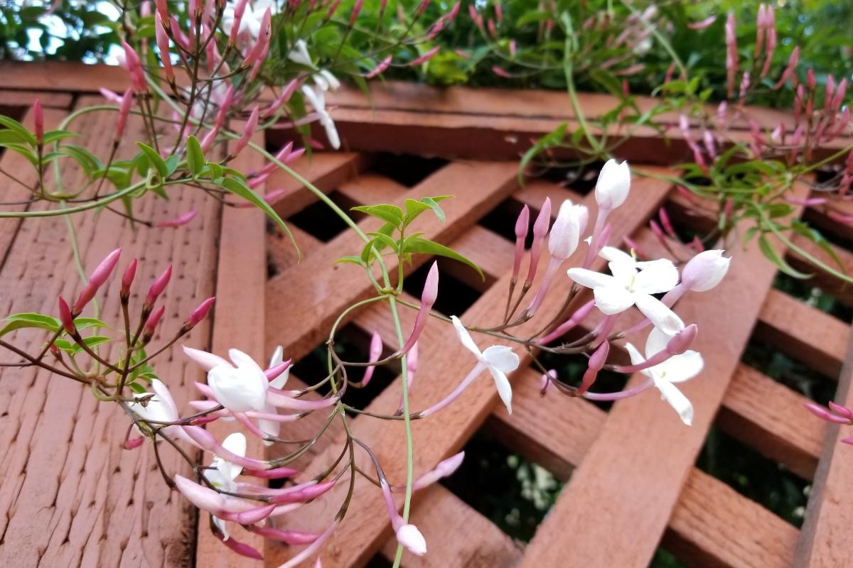 10 plantas trepadoras con flor resistentes al frío - Nombres y fotos