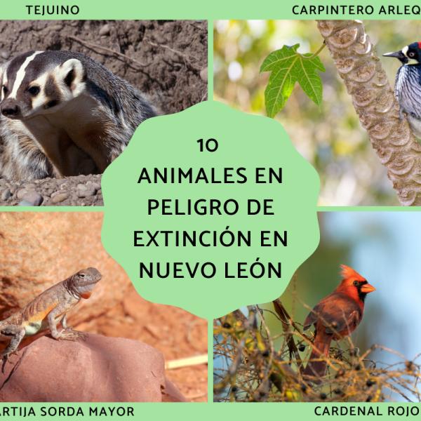Peligro De Extincion Logo Signo De Animales En Peligro De Extinción