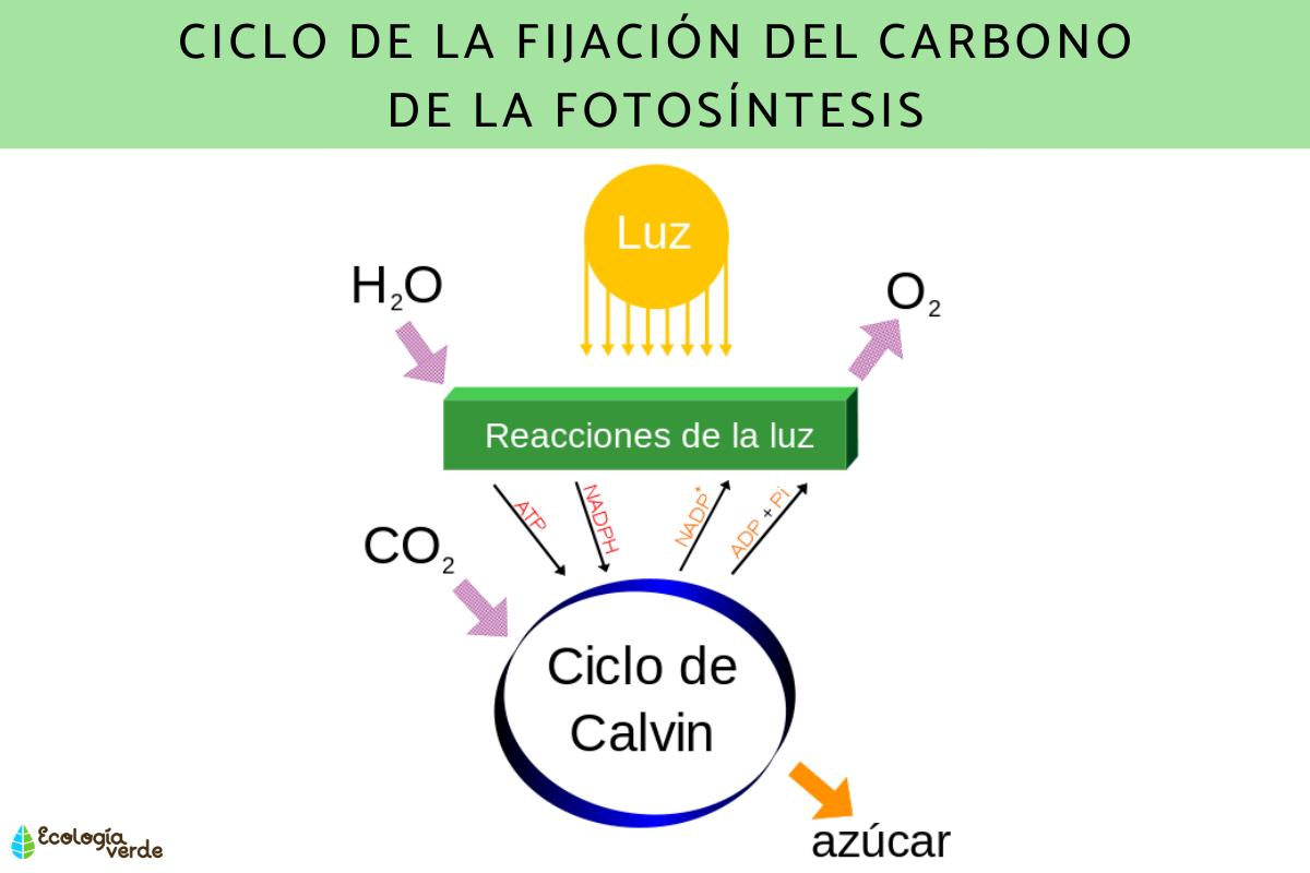 Ciclo de Calvin: qué es, fases, función e importancia - Resumen Ciclo de Calvin: qué es, fases, función e importancia - Resumen