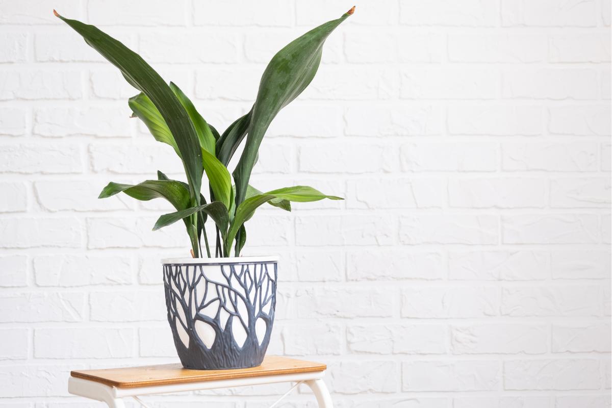 20 plantas de sol y sombra o semisombra - Nombres y fotos