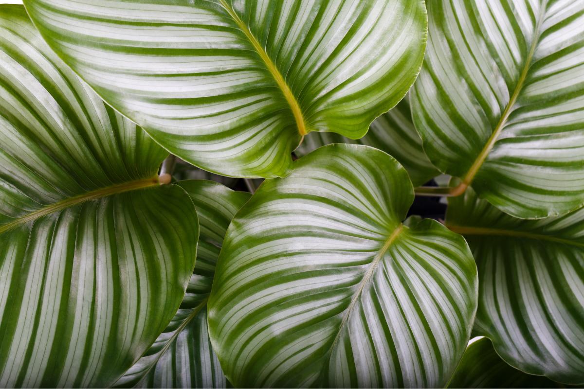 20 plantas de sol y sombra o semisombra - Nombres y fotos