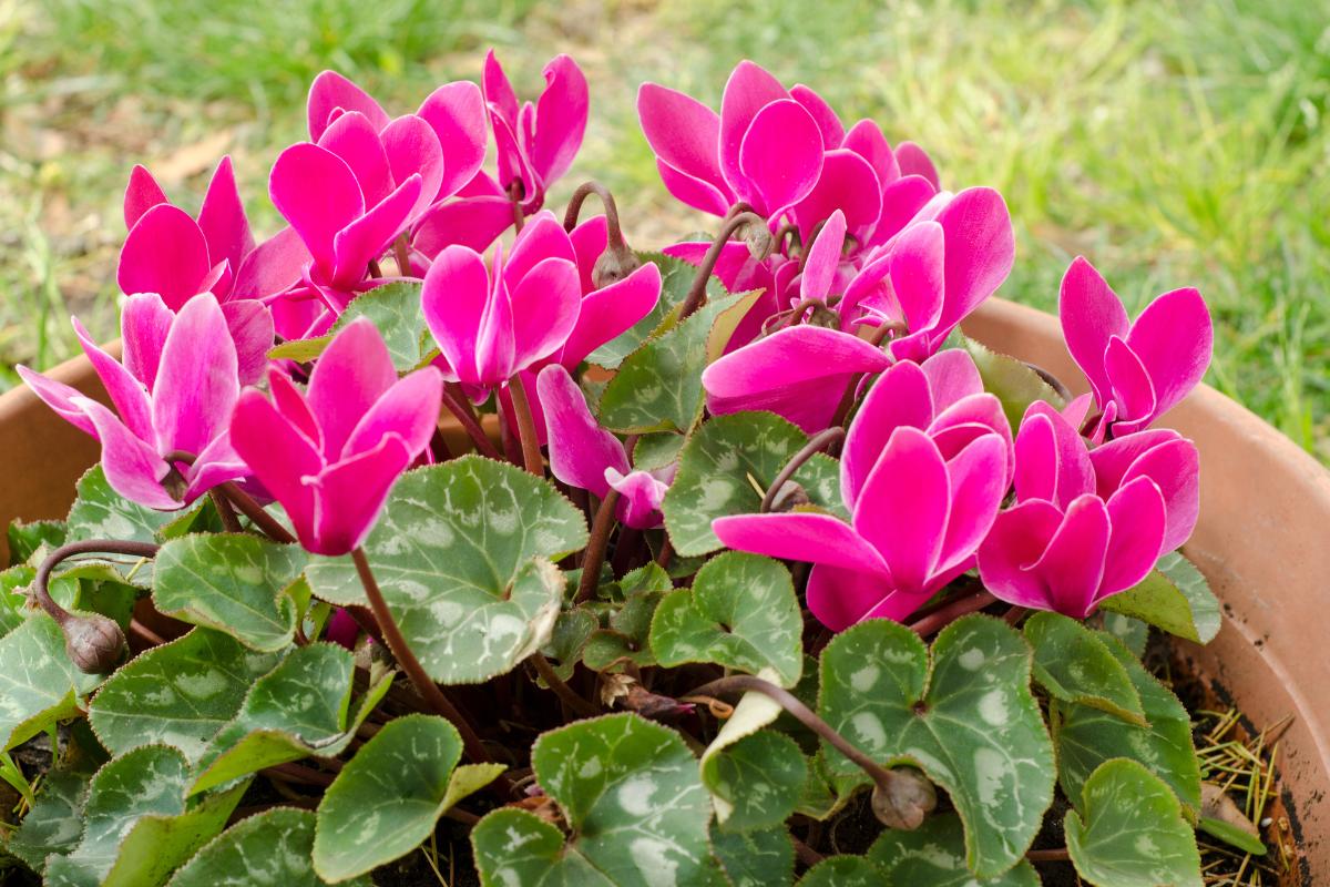 20 plantas de sol y sombra o semisombra - Nombres y fotos