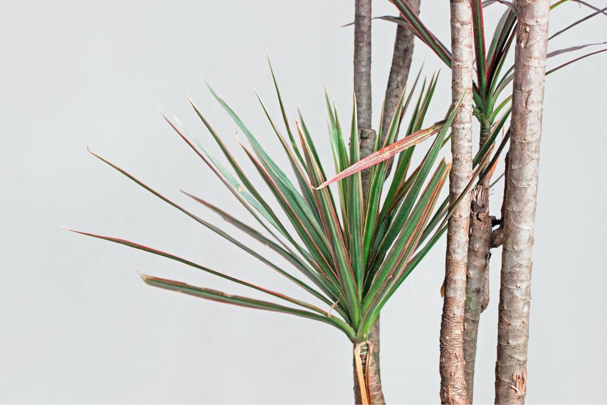 20 plantas de sol y sombra o semisombra - Nombres y fotos