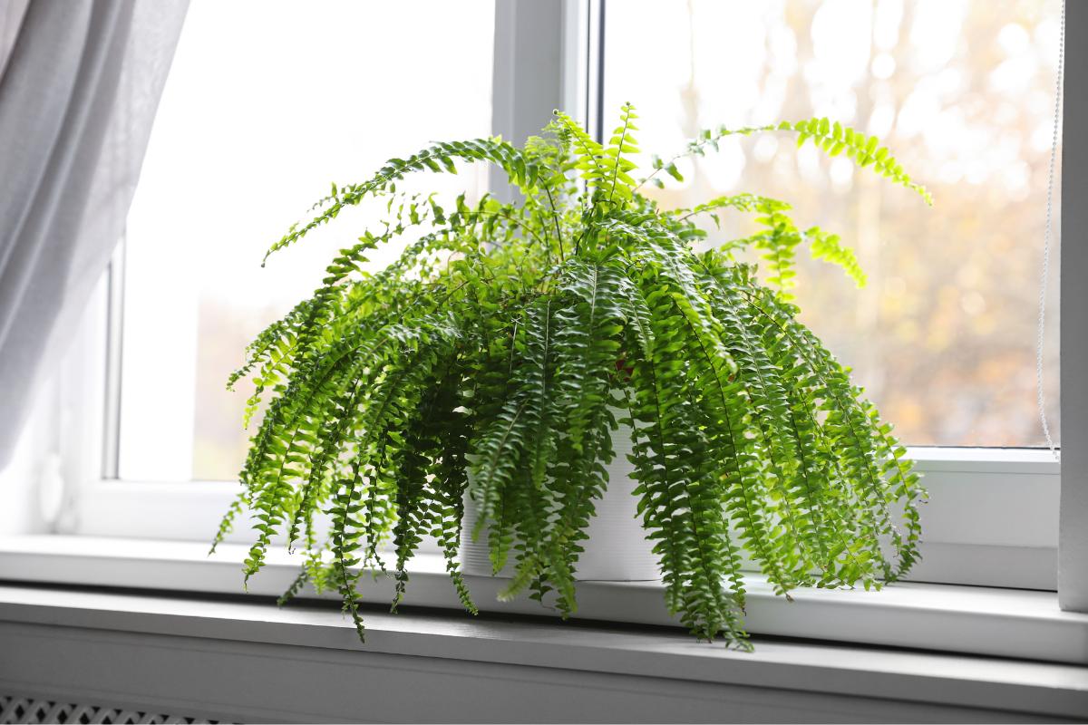 20 plantas de sol y sombra o semisombra - Nombres y fotos