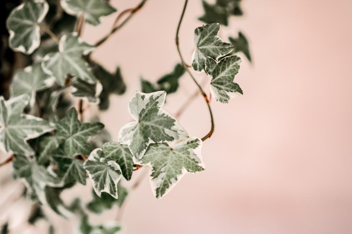 20 plantas de sol y sombra o semisombra - Nombres y fotos