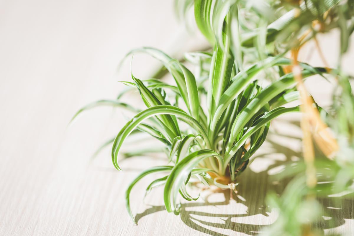 20 plantas de sol y sombra o semisombra - Nombres y fotos