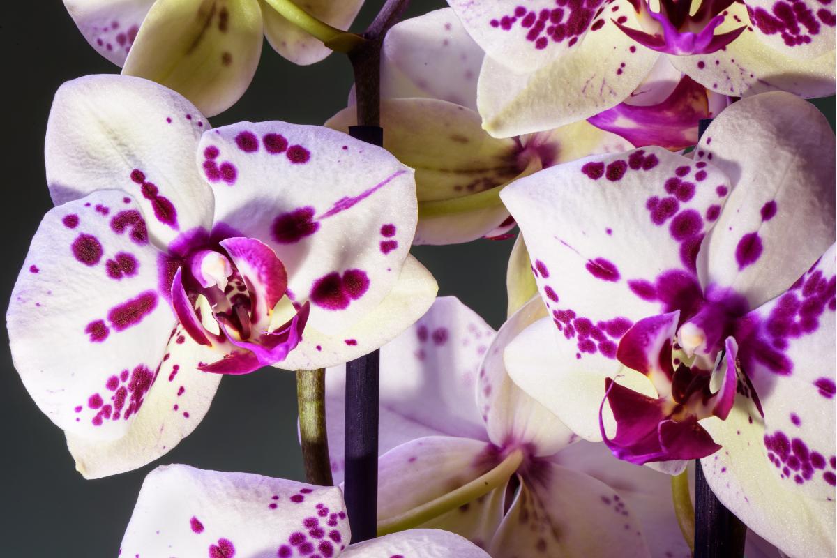 20 plantas de sol y sombra o semisombra - Nombres y fotos