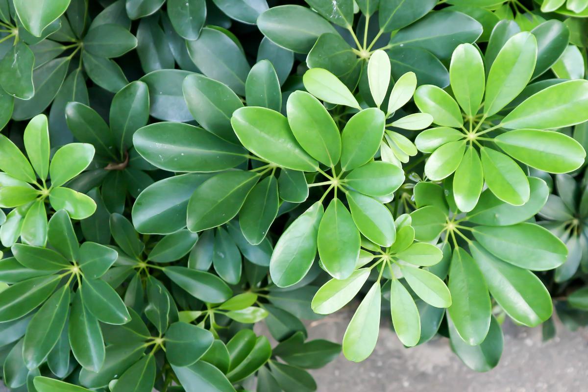 20 plantas de sol y sombra o semisombra - Nombres y fotos