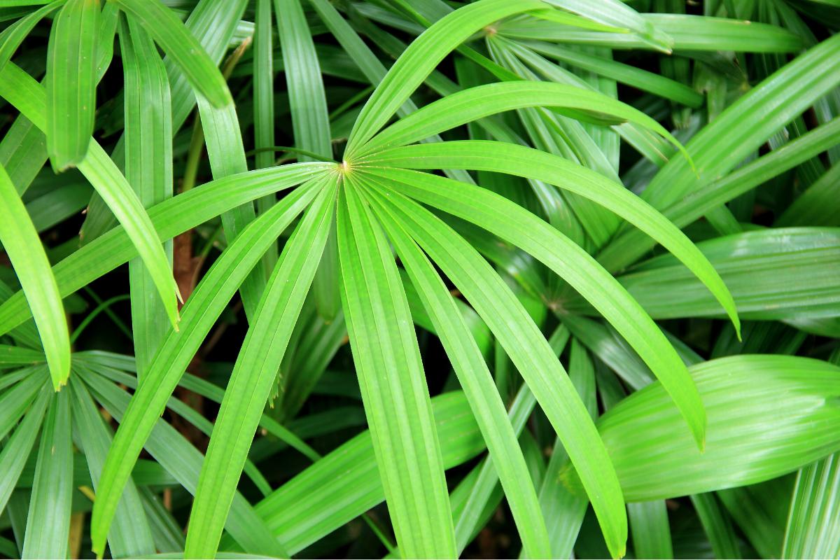 20 plantas de sol y sombra o semisombra - Nombres y fotos