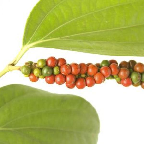 Planta De Pimienta Cayena Verde Pimienta Cayena SPEZIA 50 G