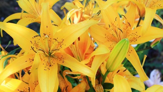 Cultivo y cuidados del lirio amarillo